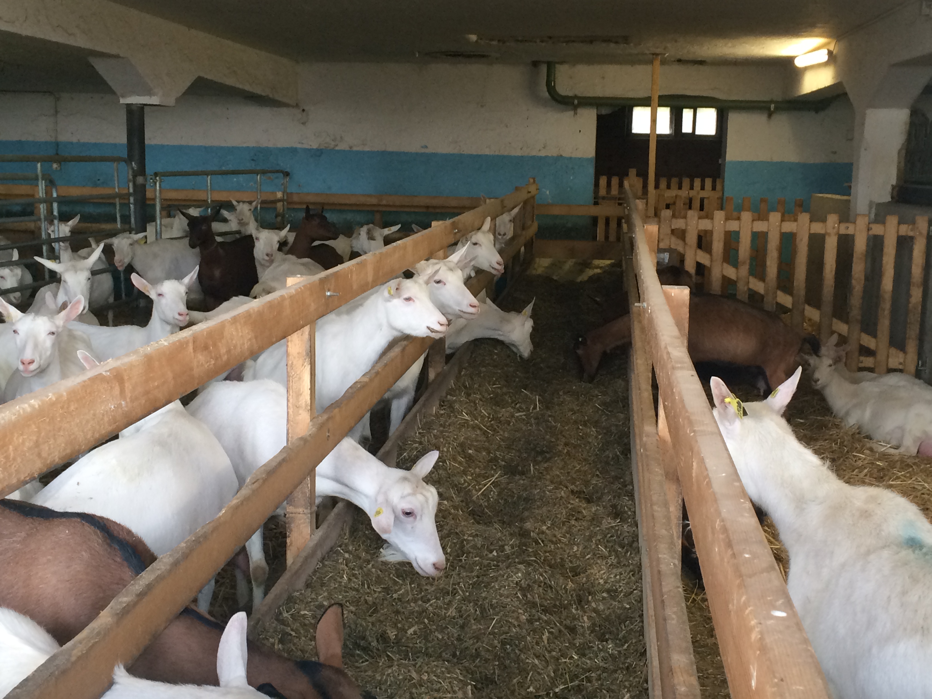 Fütterung Bio-Ziegen | UFA