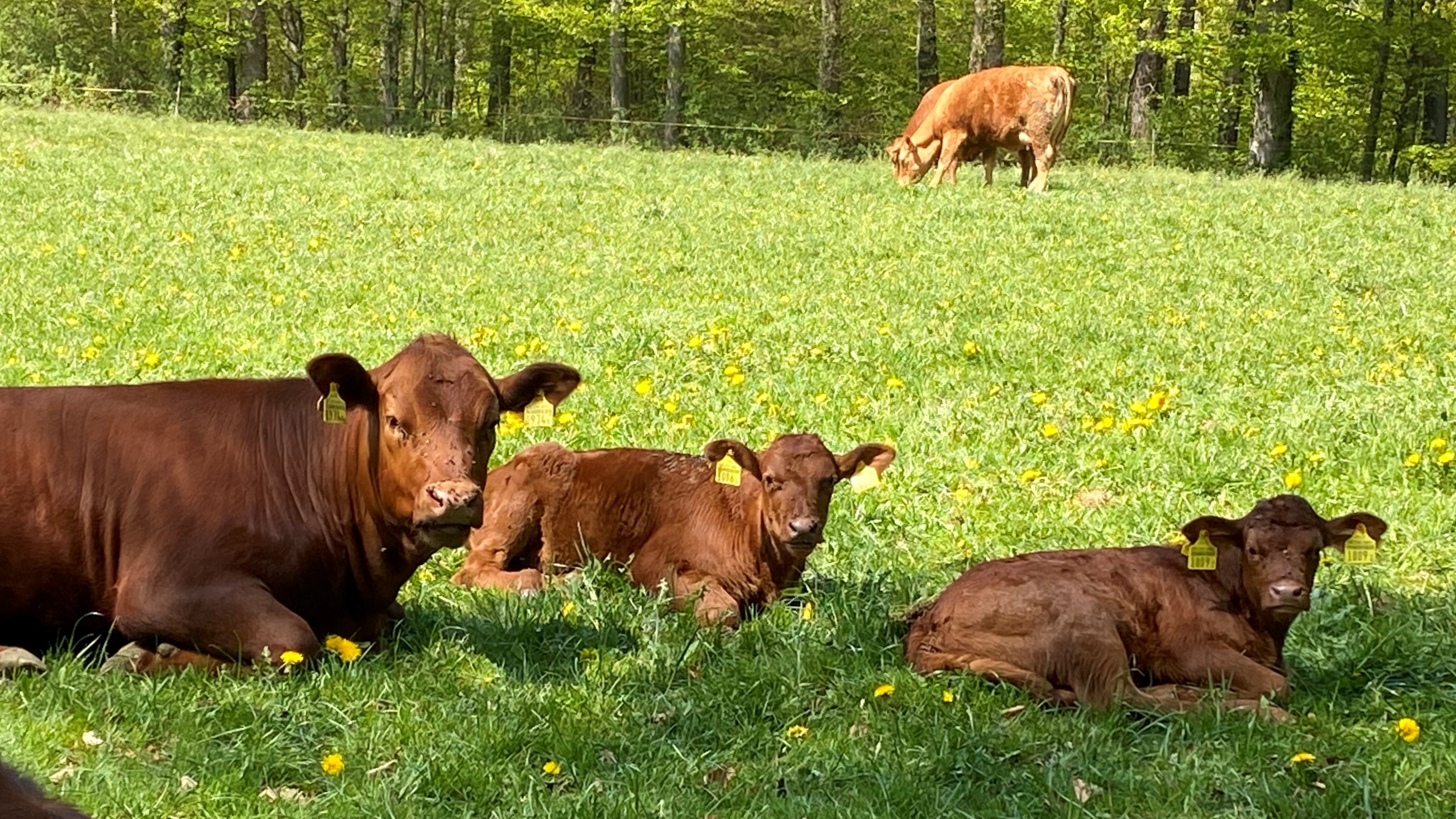 Fütterung Bio-Mutterkuh | UFA