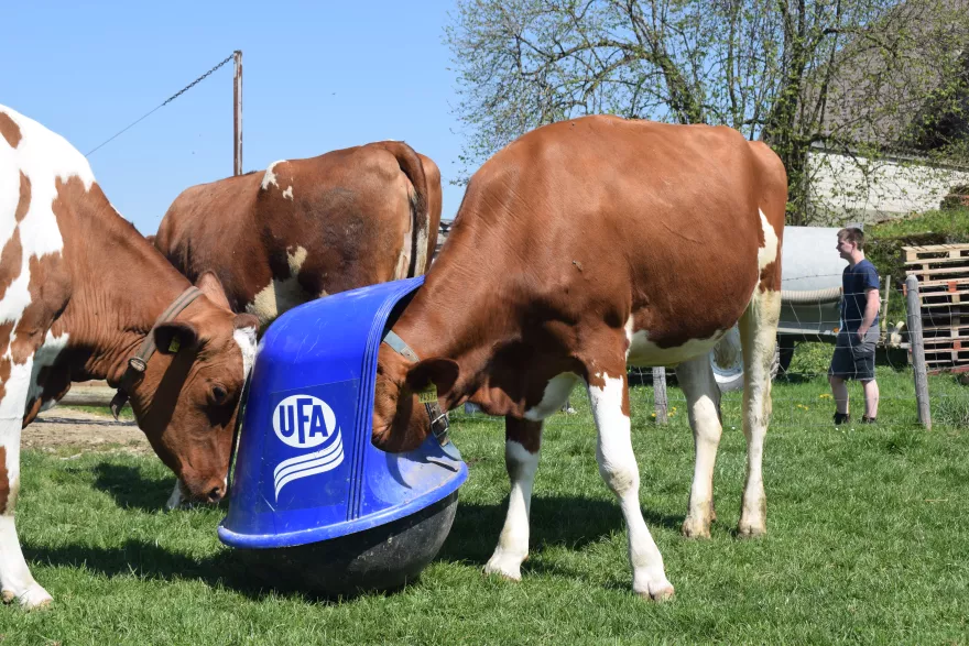 Mineralstoffversorgung beim Milchvieh | UFA