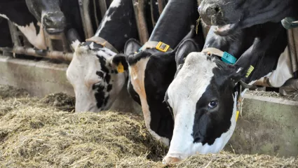 UFA - Für erfolgreiche Tierhaltung | UFA